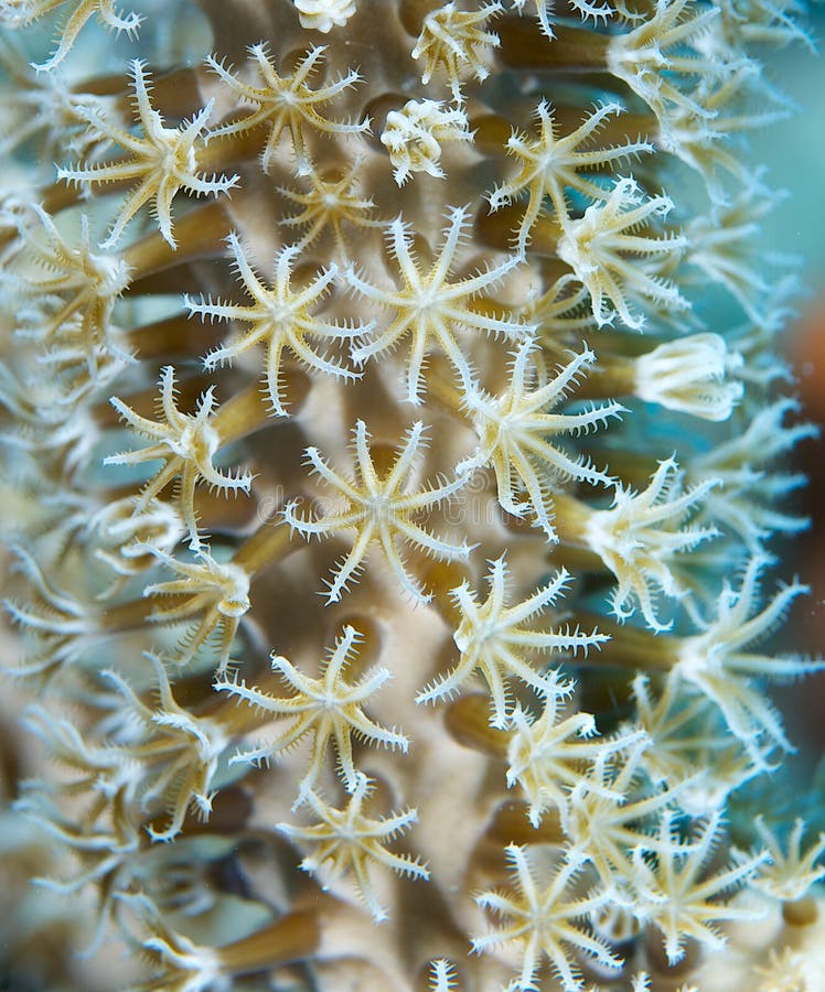 Sea Rod Polyps stock image. Image of water, blue, pacific - 19889397