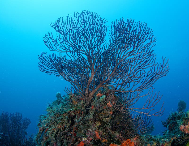 Sea Rod Reef Composition. stock photo. Image of aquarium - 17060278