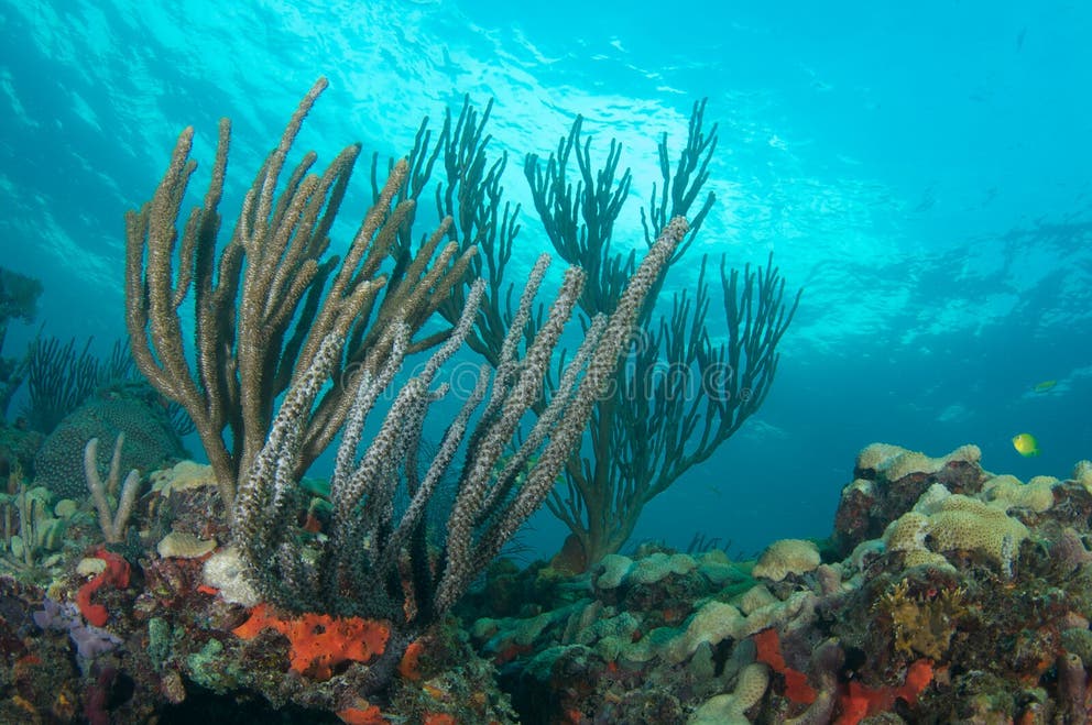 Sea Rods on a coral ledge. stock image. Image of reef - 15231239