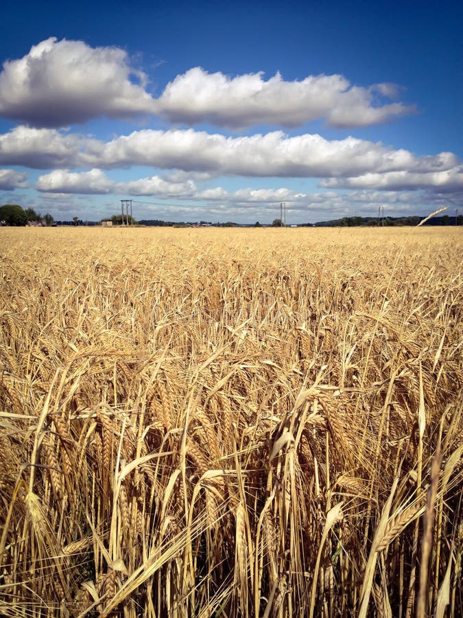 Sea of rye stock photo. Image of crops, field, autumn - 54066404