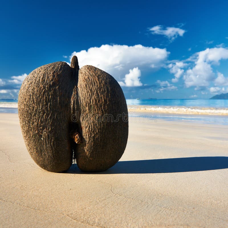 Sea S Coconuts (coco De Mer) on Beach at Seychelles Stock Photo - Image ...