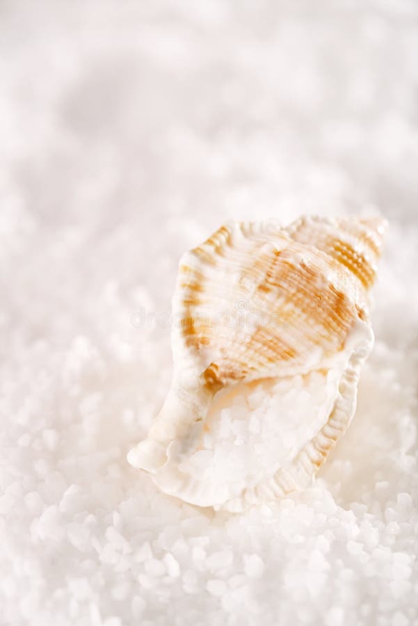 Salt on Shell stock photo. Image of cooking, flavor, cook - 18132686