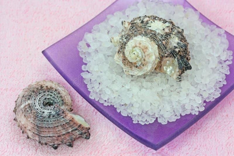 Two Sea Shells Picture. Image: 933666