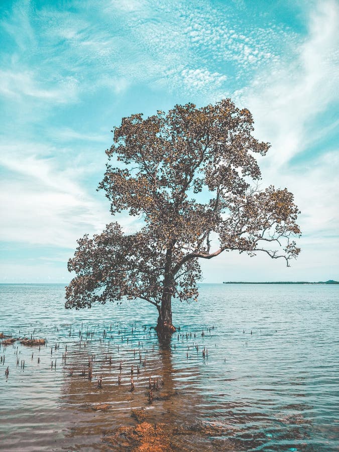 Tree of Life stock photo. Image of natures, beauty, nature - 122976068