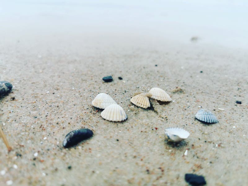 Sand and Sea Shell stock photo. Image of sunshine, foam - 3165398