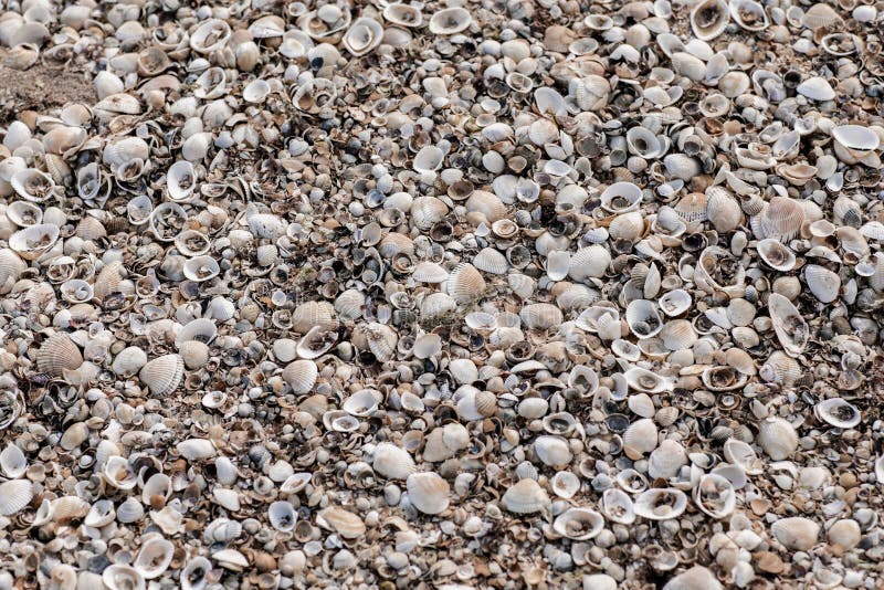 Sea Sand Shell Rock Light, Texture Stock Photo - Image of surface, grey ...