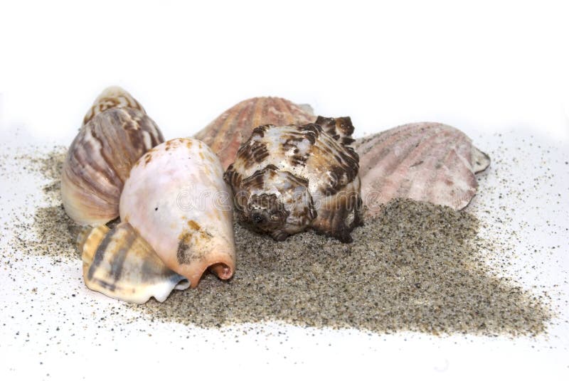 Sea sand shells stock image. Image of collection, white - 7125533
