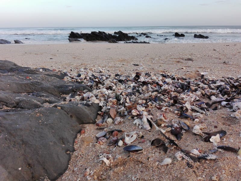 Sea sand shells stock photo. Image of shells, beauty - 143488234