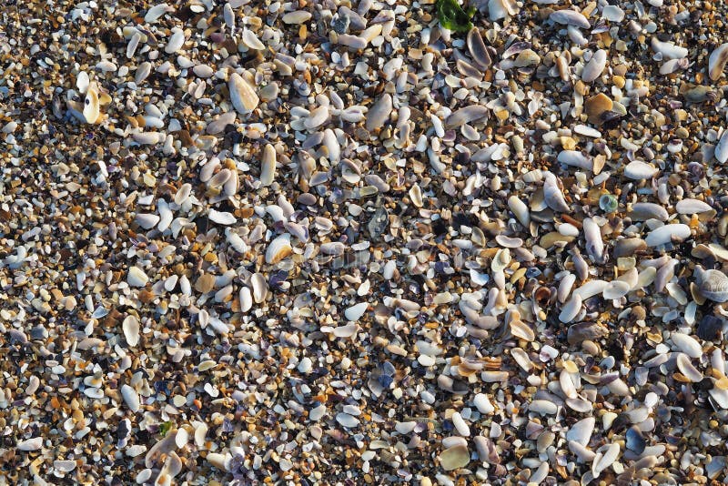 Sea Sand and Shells Wallpaper Background Stock Image - Image of ...