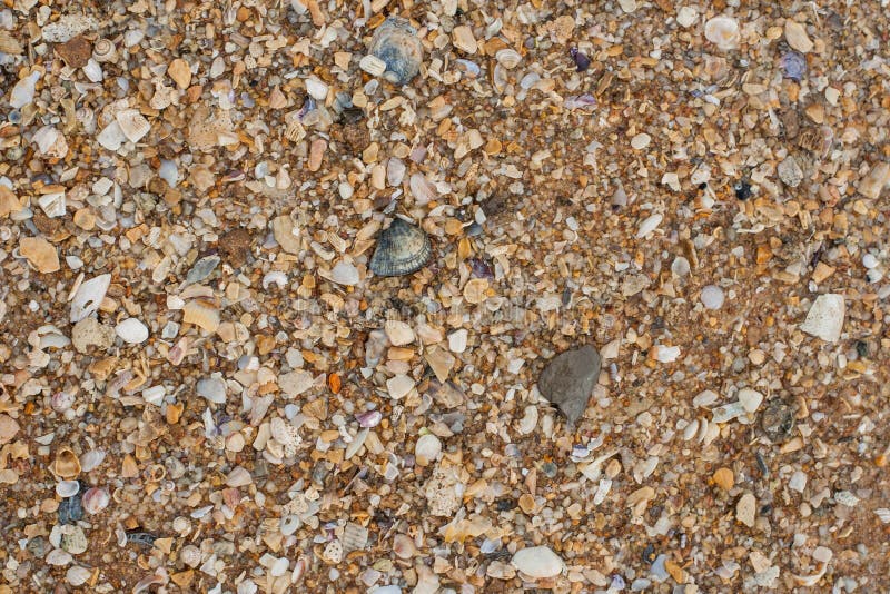 Sea Sand Texture Made of Shell and Stone Pieces. Stock Image - Image of ...