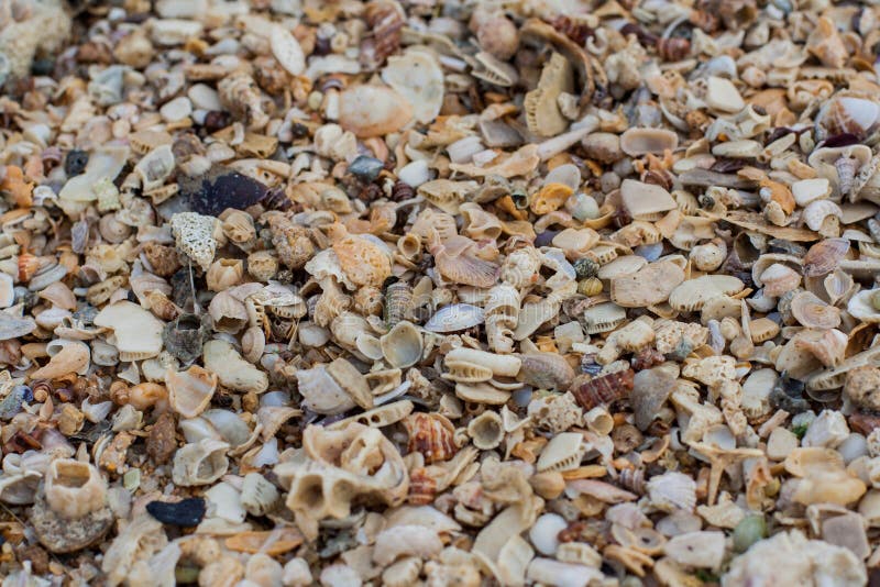 Sea Sand Texture Made of Shell and Stone Pieces. Stock Image - Image of ...