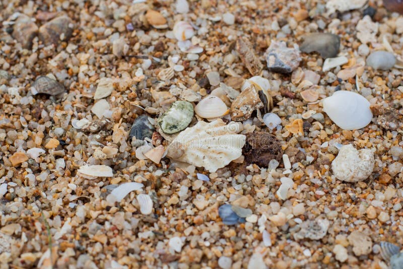 Sea Sand Texture Made of Shell and Stone Pieces. Stock Image - Image of ...