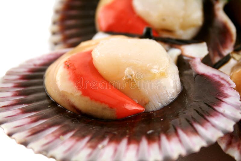 Sea Scallops stock image. Image of scallops, close, meal - 5844113