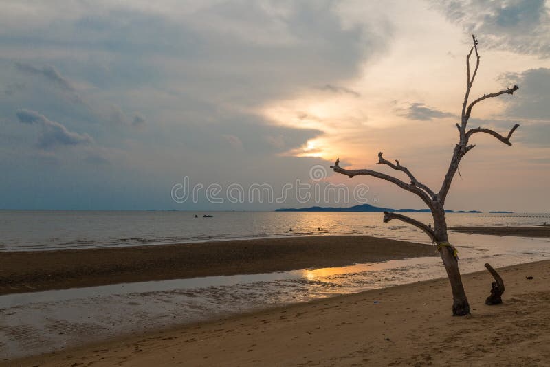 Sea scape and dead tree stock image. Image of rayong - 79733971