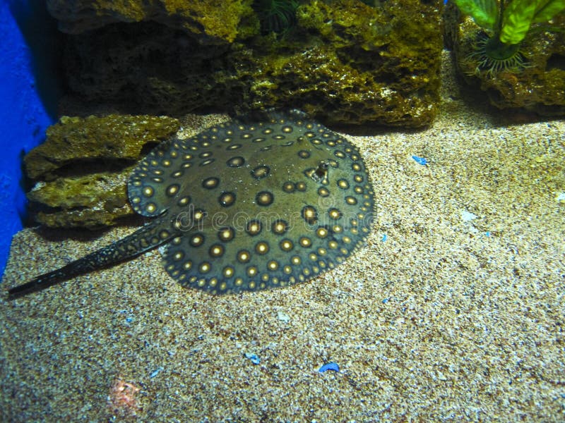 Sea scate (ray, shockfish) stock photo. Image of acquarium - 14869278