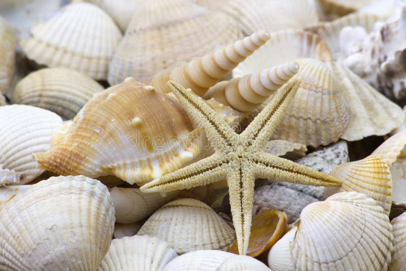 Schells Background Stock Photos - Free & Royalty-Free Stock Photos from ...