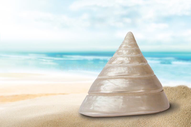 Sea, Seashell, Water, Vacation Stock Photo - Image of seashell, sand ...