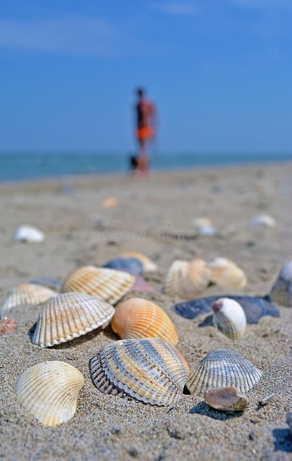 Sea and Seashells. Beach and Colorful Seashells Close-up on the Beach ...