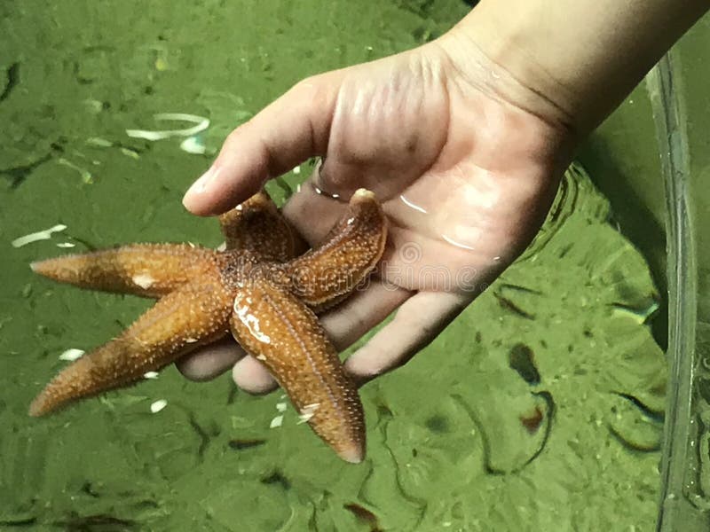 Sea stock photo. Image of living, seastern, wasser, hand - 126122516