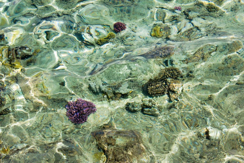Sea Shallow with Corals Below Water Surface Stock Image - Image of reef ...