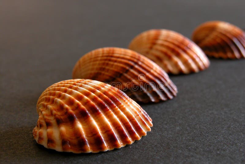 Sea Sheels stock image. Image of life, shells, still, brown - 285273
