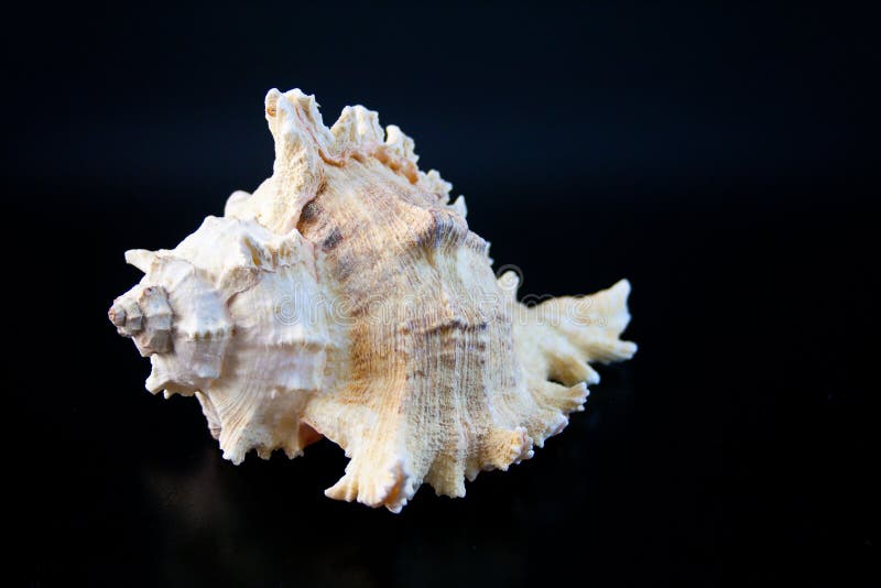 Sea shell 1 stock image. Image of mollusk, tropical, vacation - 14468539