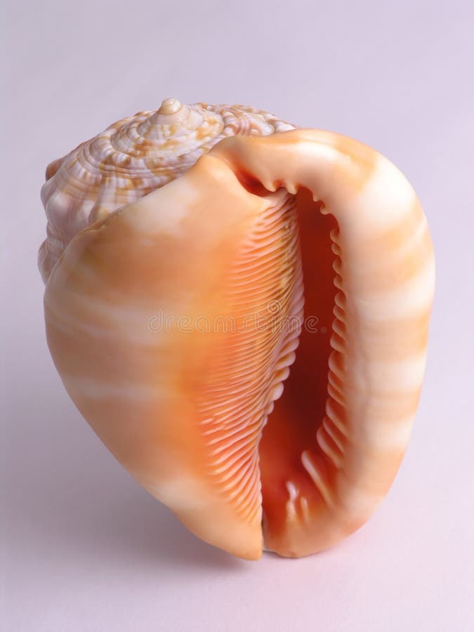 Sea Shell - 1 stock image. Image of mollusc, isolated - 1715793