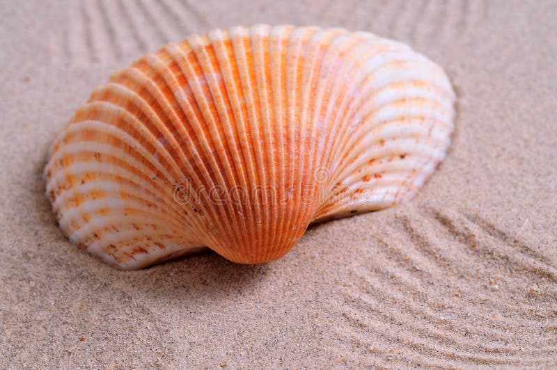 A sea shell stock image. Image of ocean, floor, marine - 20094189
