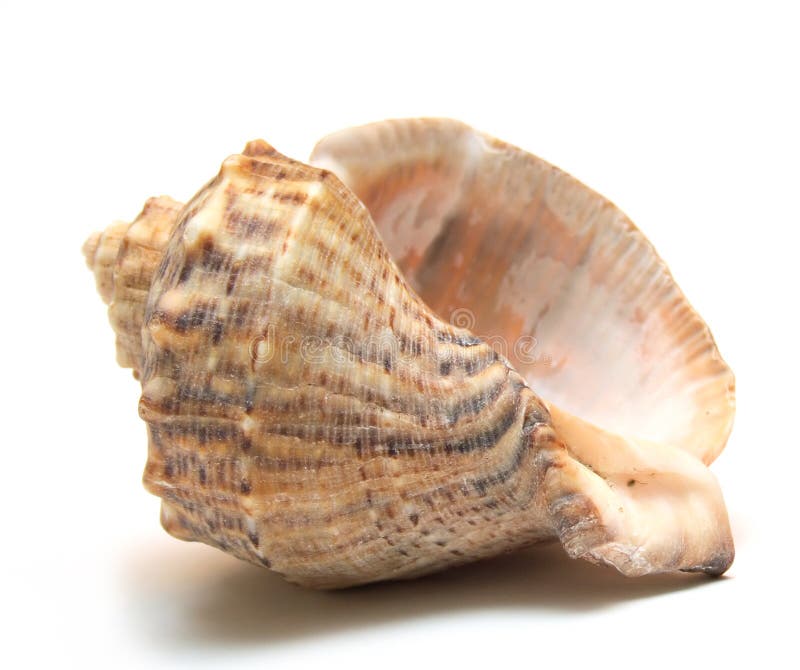 Big sea snail shell stock image. Image of invertebrate - 3303329
