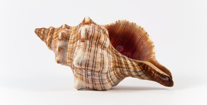 Sea shell stock image. Image of rarity, ecology, clean - 10715107