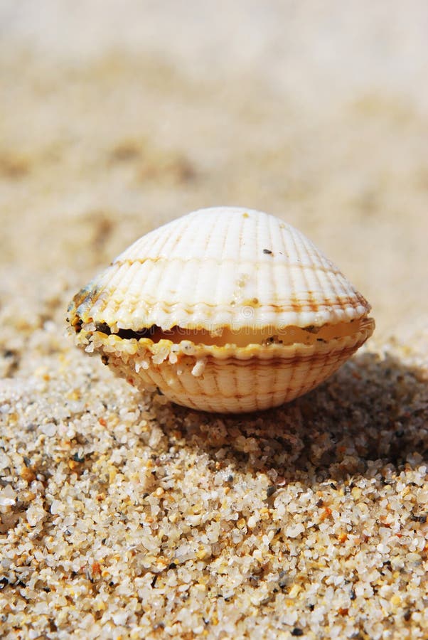 Sea shell stock photo. Image of object, summer, detail - 10757856