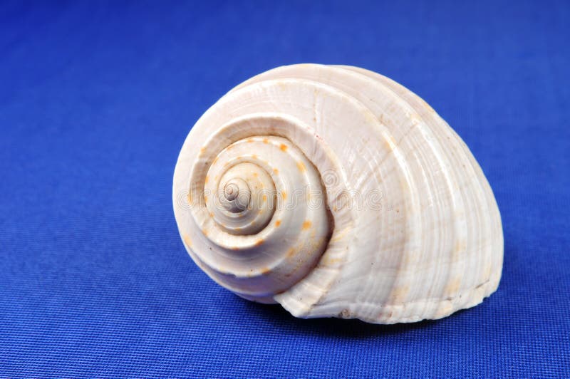 One-hump Camel stock photo. Image of wildlife, domestic - 4951864