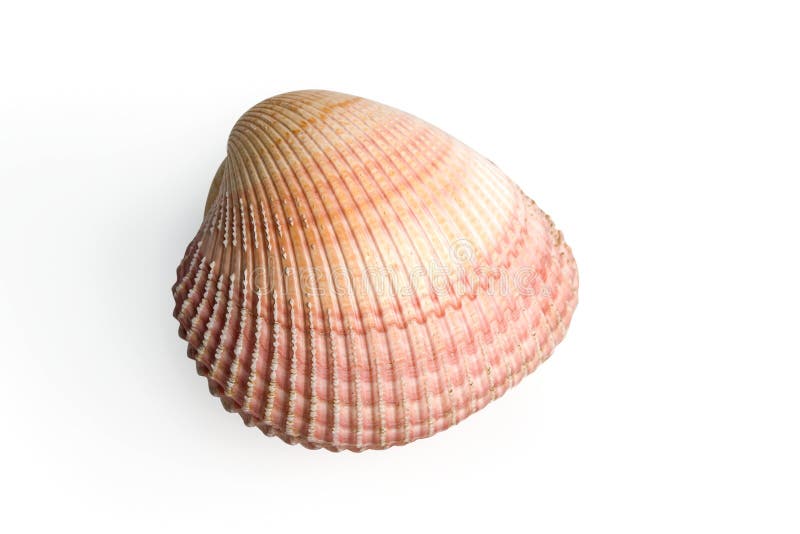 Radial Sea Shell Isolated stock image. Image of radial - 14164683