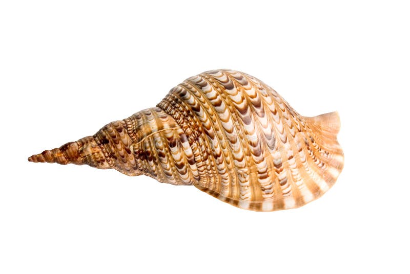 Sea Shell stock photo. Image of history, seaside, marine - 71998