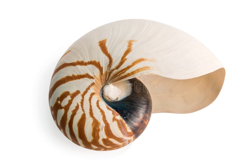 Nautilus Shell and Famous Geometric Pattern Stock Photo - Image of ...