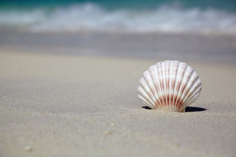 A sea shell stock image. Image of ocean, floor, marine - 20094189