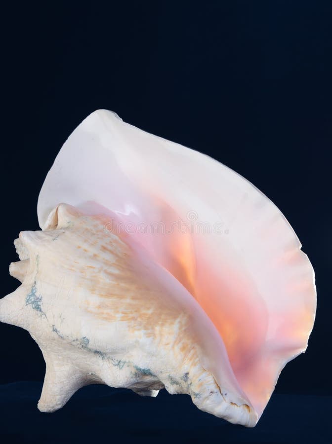 Sea shell stock photo. Image of pink, species, trumpet - 12287868