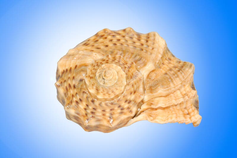 Sea shell stock image. Image of oysters, shell, shot - 12602031