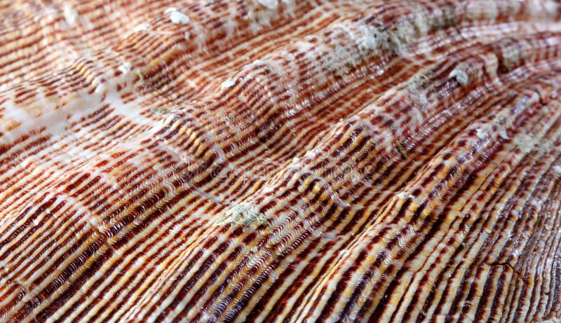 Sea Shell Scallop Fan Pattern Stock Image - Image of beautiful, beach ...