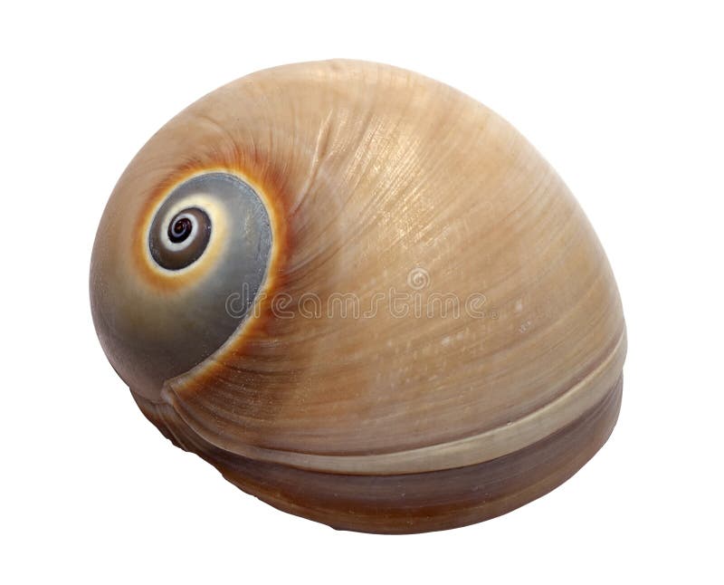 Sea shell stock image. Image of nature, curve, conch - 13386521