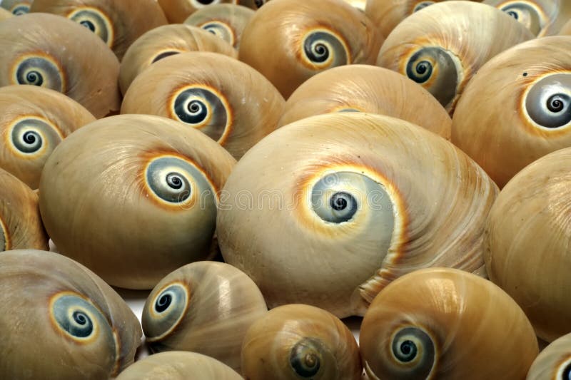 Sea shell stock image. Image of nature, curve, conch - 13386521