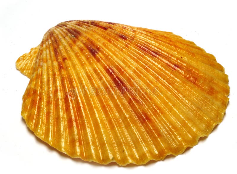 Spiral sea shell close-up stock image. Image of summer - 18400315