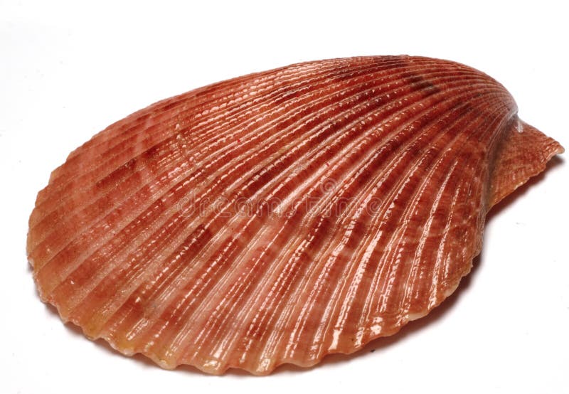 Sea shell stock image. Image of nature, curve, conch - 13386521
