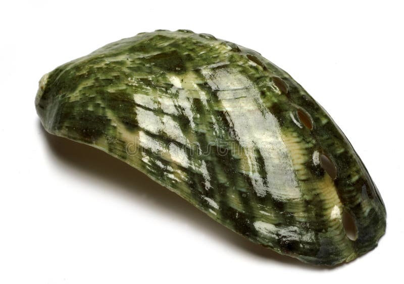 Sea shell stock image. Image of white, isolated, protection - 13386535