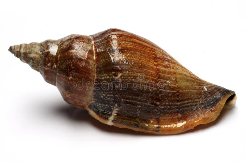 Sea shell stock image. Image of rough, mollusk, coral - 13386549