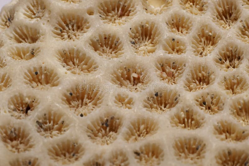 Sea shell stock image. Image of swirl, rough, isolated - 13386581