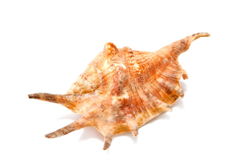 Sea shell. stock photo. Image of beauty, color, cockleshell - 13451790