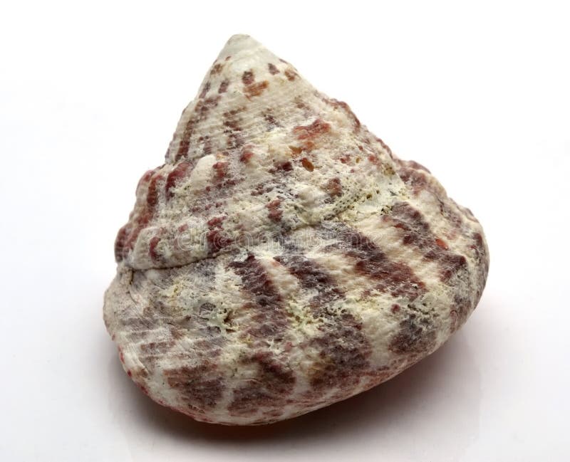 Sea shell stock image. Image of pattern, object, curled - 13463653