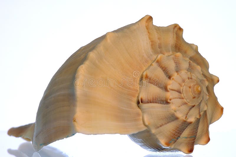 Coral fish in the Red Sea stock image. Image of marines - 1746103