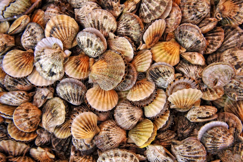 Marine Fossils stock photo. Image of museum, science, eyes - 505634